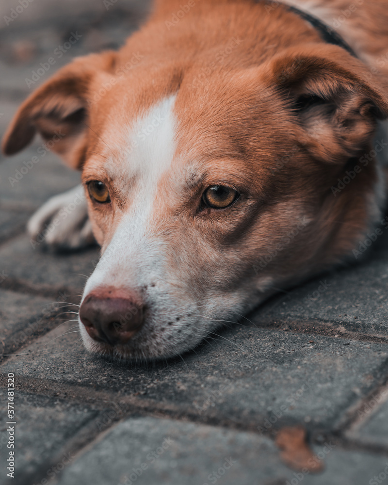 Cute orange dog is lying tired on pavement staring in the space. Stock ...