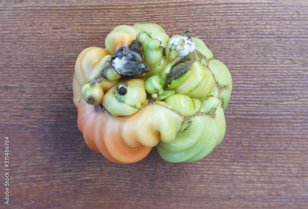 Deformed, bad and ugly tomato. A sick vegetable with mold and rotten ...