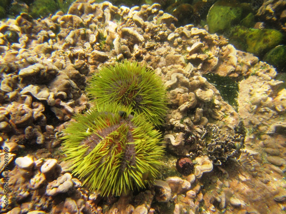 Green sea urchin (Lytechinus semituberculatus) on Foca Island, North ...
