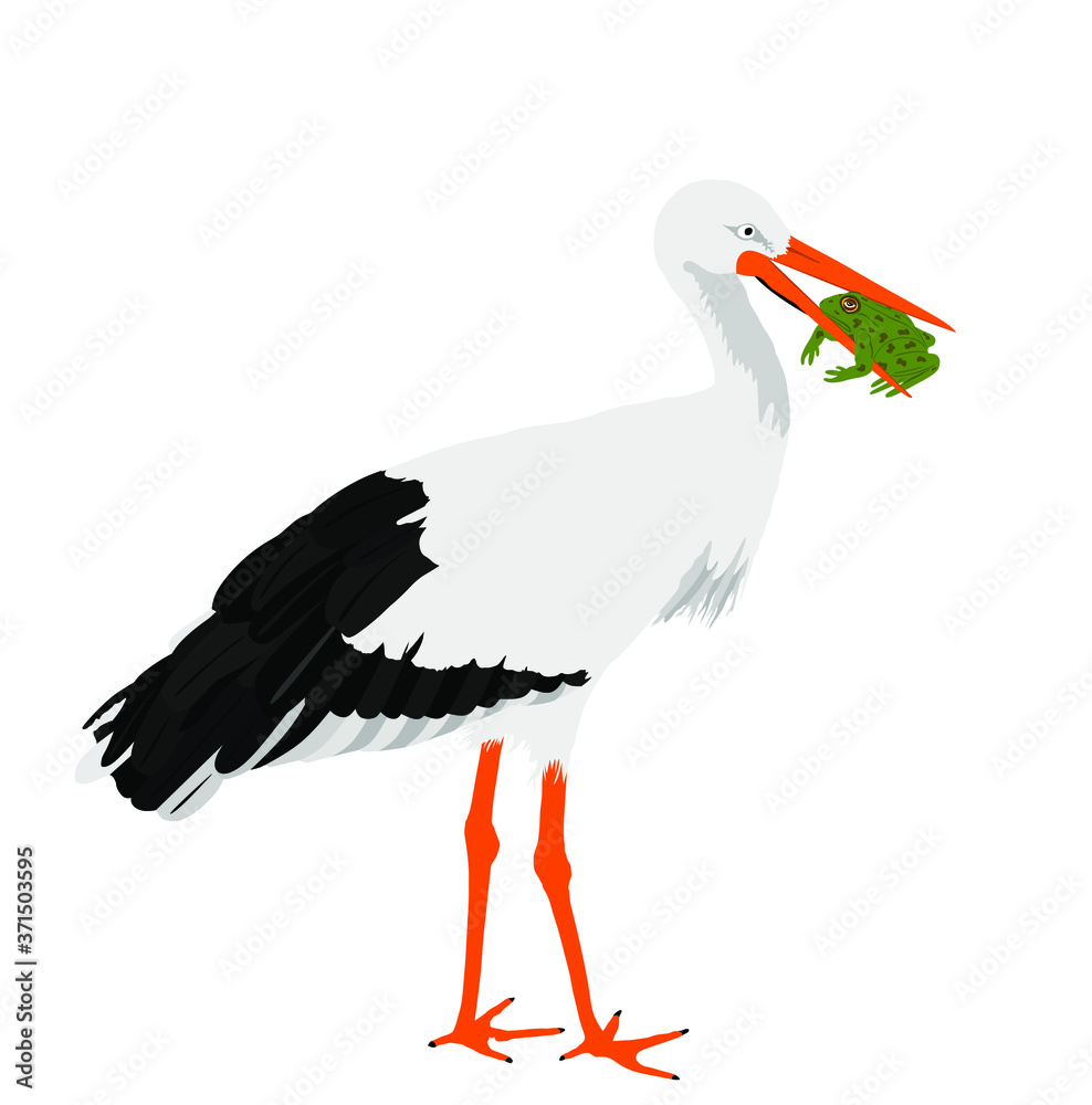 Hunting stork eating frog vector illustration isolated on white ...