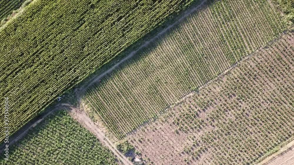 Aerial view of the green agriculture field. Corn field. They are at the ...