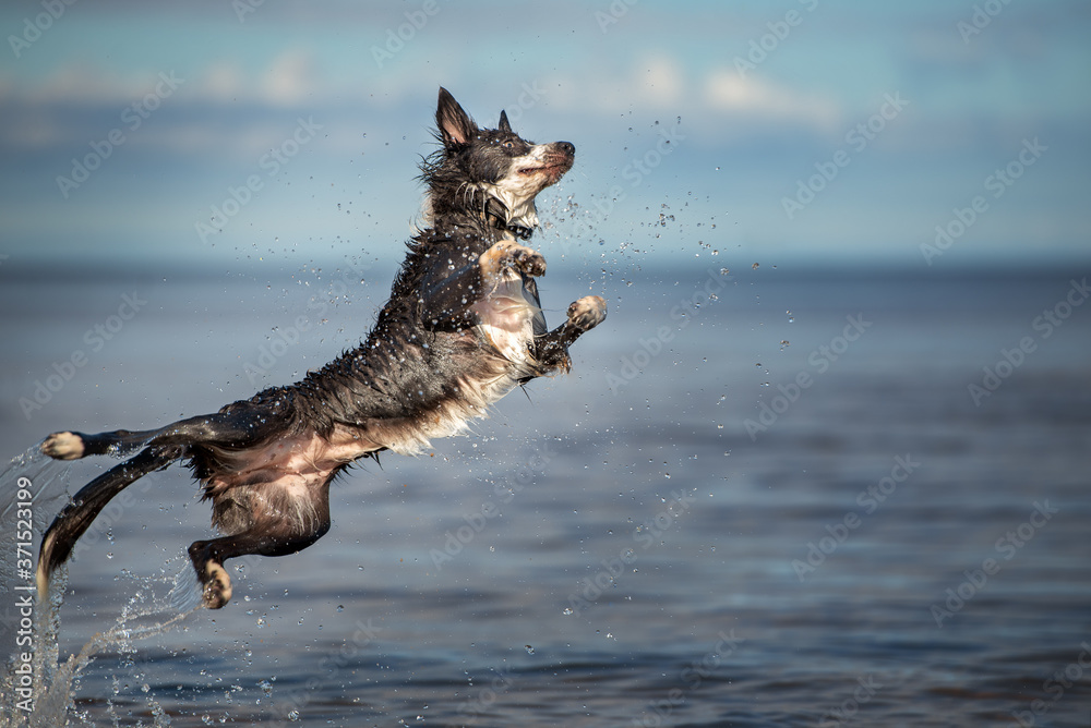 funny border collie dog jumping out of water at the beach, happy active ...