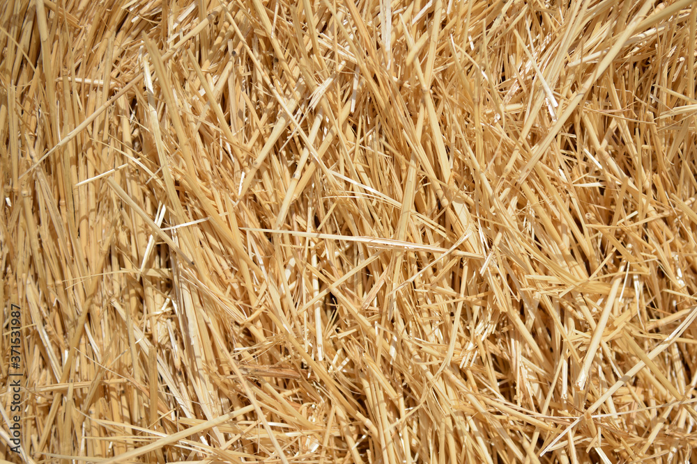 Stockfoto The scattered stalks of wheat yellow. Straw, dry straw ...