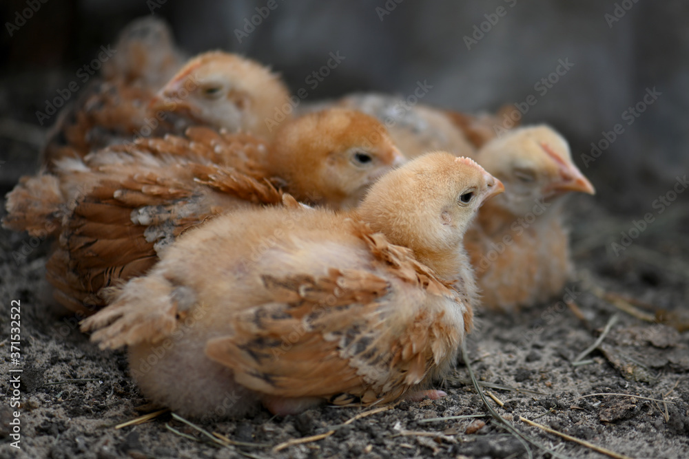 Several brown chickens of the breed of broiler Sasso XL 551, sit on a ...