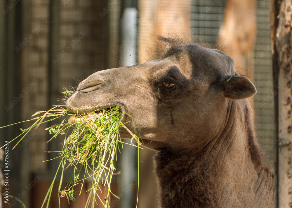 Zoo humpback camel eating grass Stock Photo | Adobe Stock