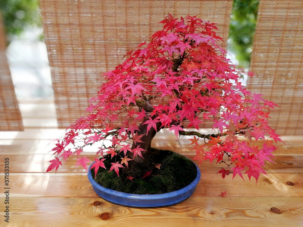 Canada Day bonsai maple tree leaves background. Symbol of Canada Day ...