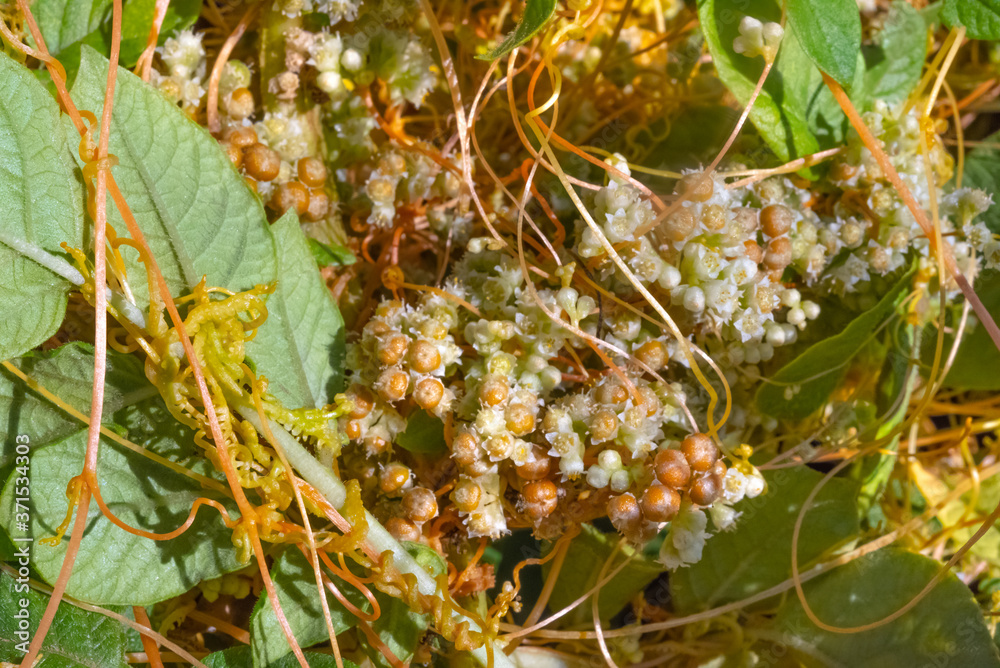 Flowers and ripe seeds of Cuscuta Dodder. The quarantine plant is a ...