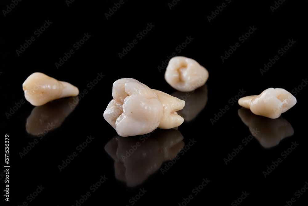 Set of dental crowns model made of ceramic to studying morphology and ...