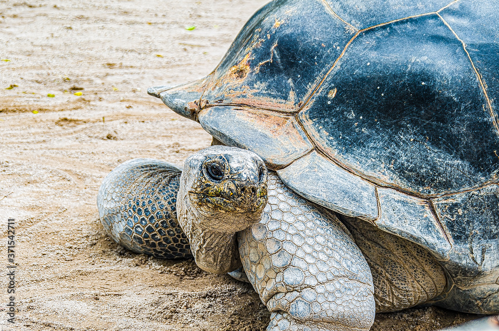 Tortoises are reptile species of the family order of Testudines. They ...