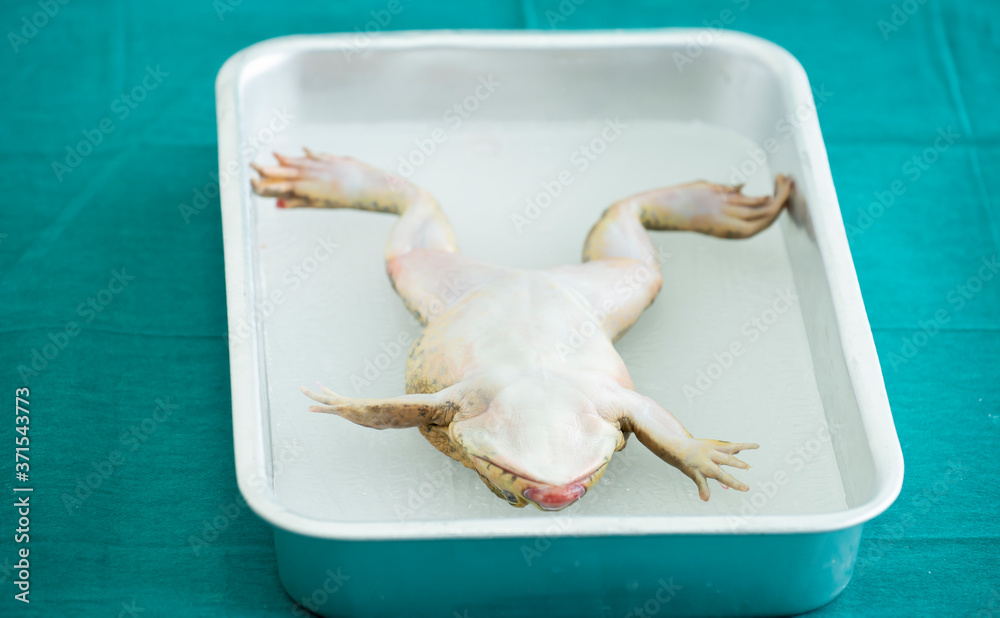 Foto de Frog on tray for learning about the anatomy in laboratory. The ...