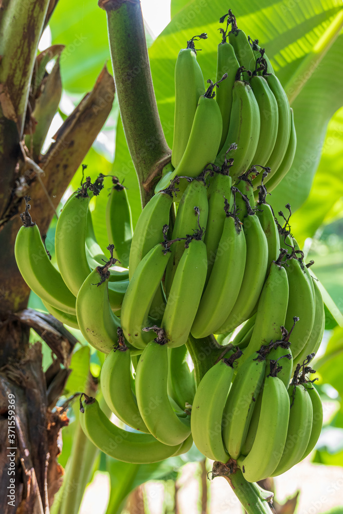 Plantain bunch on tree (Musa × paradisiaca, hybrid of Musa acuminata ...