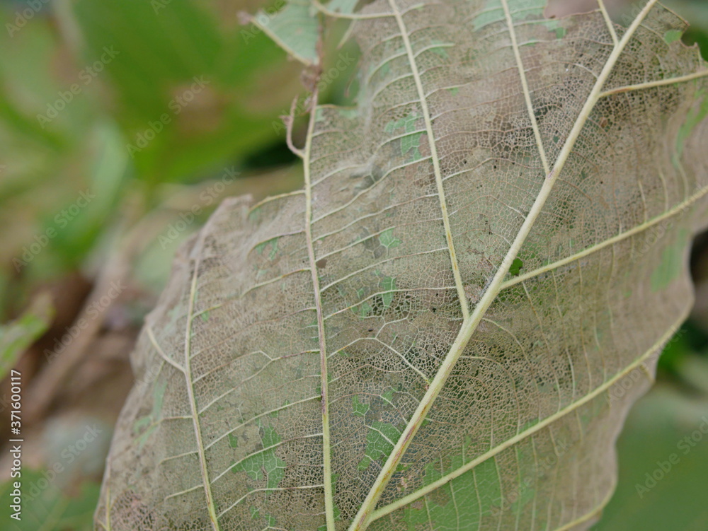 Close up of a teak tree leaf as it, excluding the major veins of tender ...