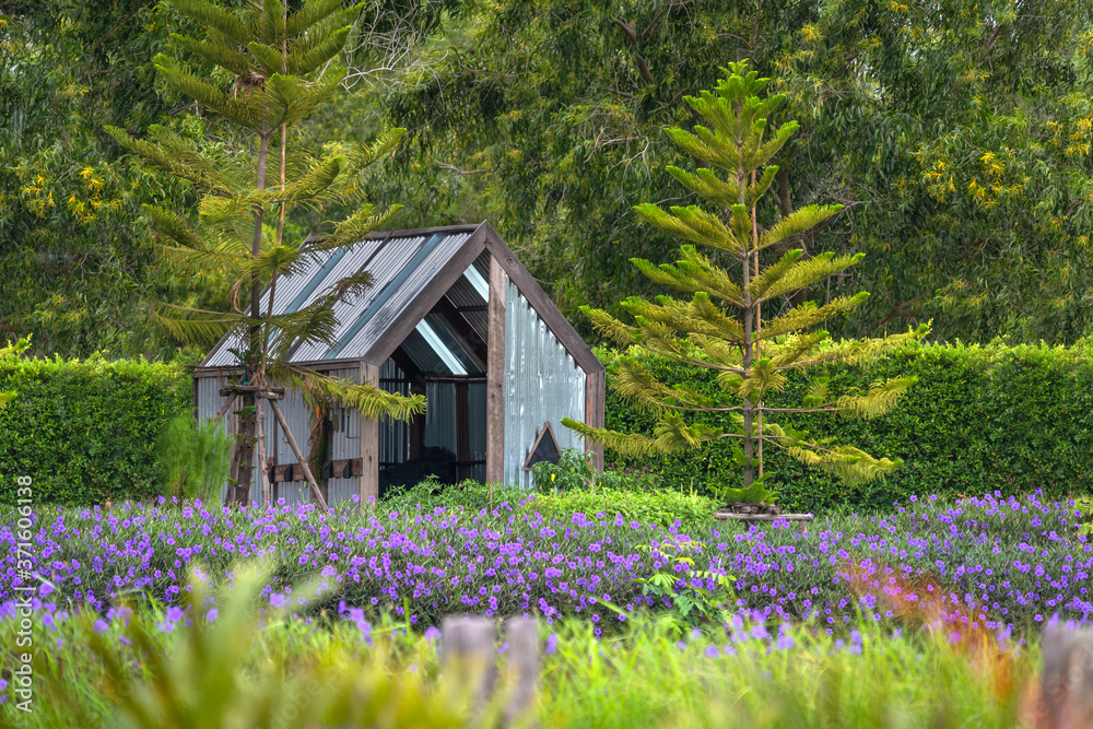 Beautiful green fresh natural tree plantation with old zinc farm hut or ...