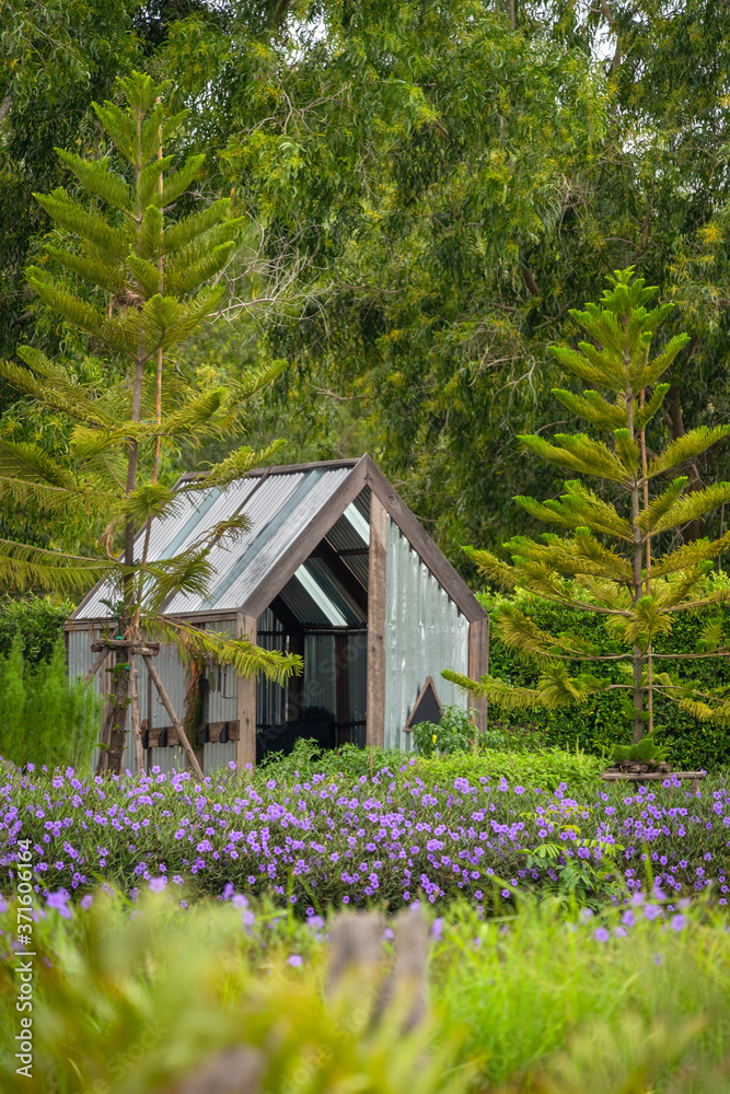Beautiful green fresh natural tree plantation with old zinc farm hut or ...
