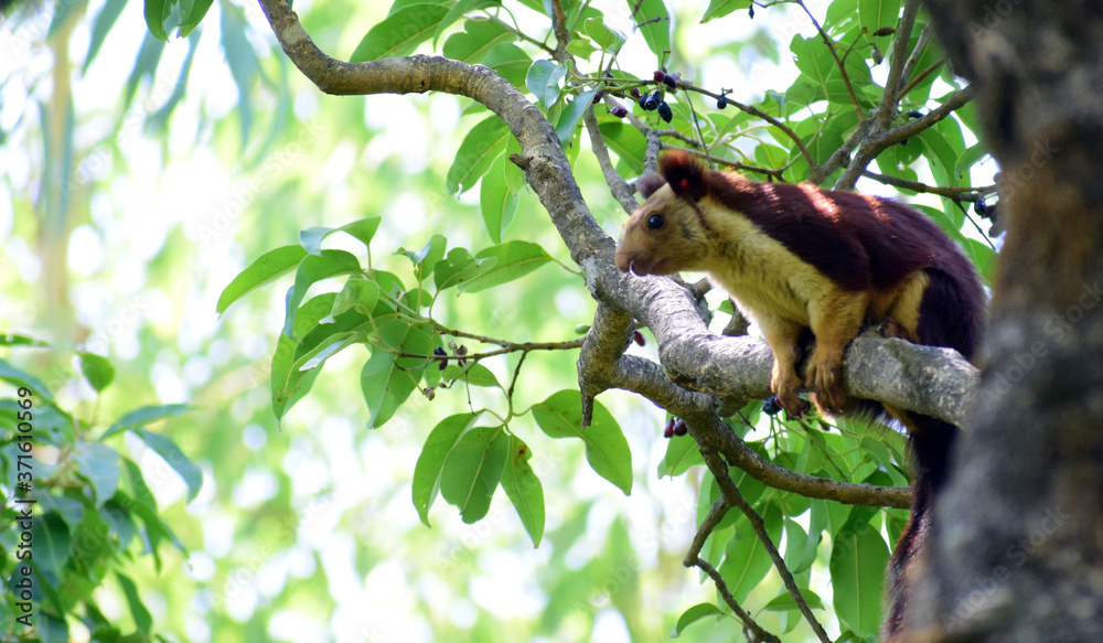 Giant Squirrel or Flying Squirrel is a state animal of Maharashtra ...
