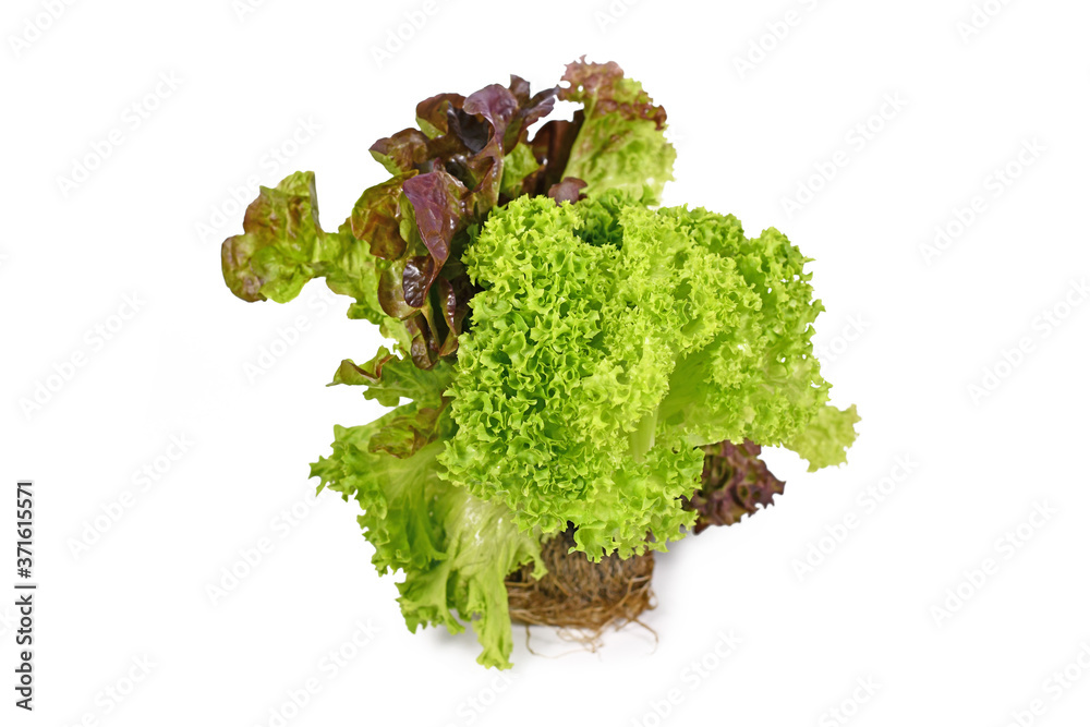 Raw Batavia and Mesclun lettuce salad with soild and roots isolated on ...