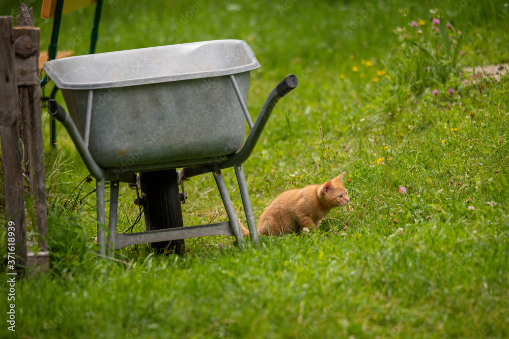 Wheelbarrow and cat in the garden . Schubkarre und Katze im Garten ...