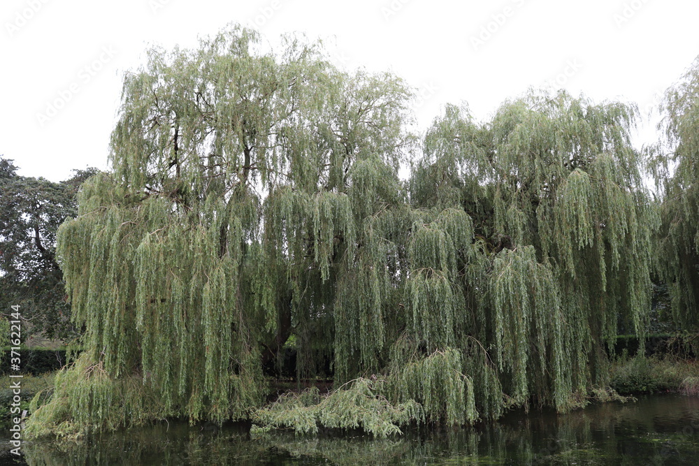 Large weeping willow tree with branches and leaves over lake. Daytime ...