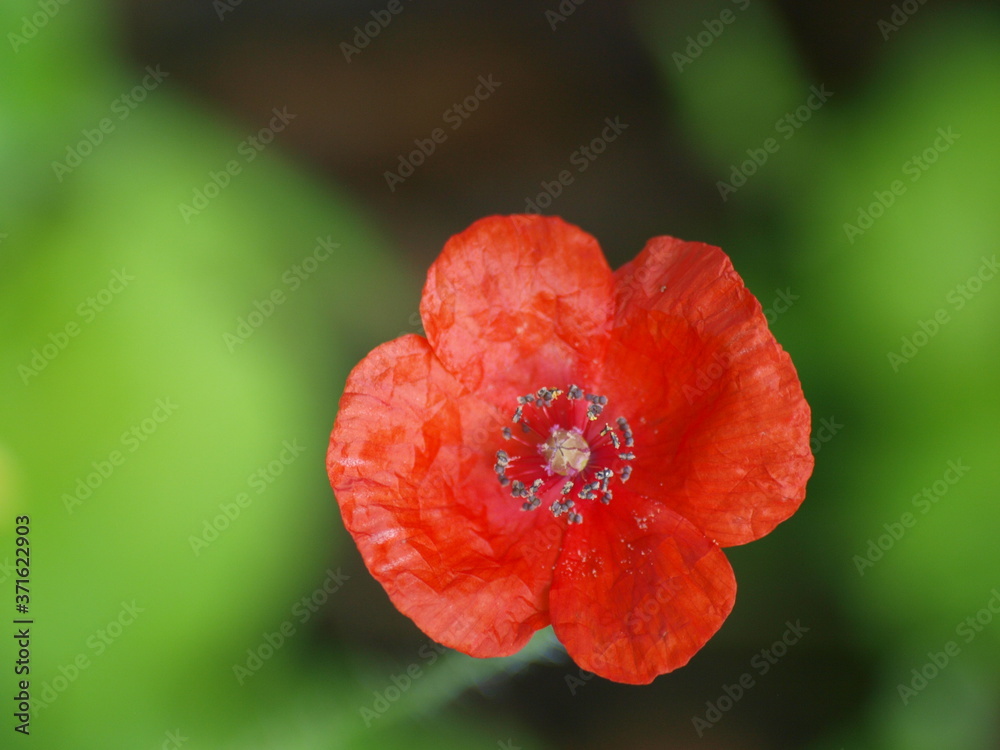 Close up of a red poppy, the symbol of Armistice Day in World War I and ...
