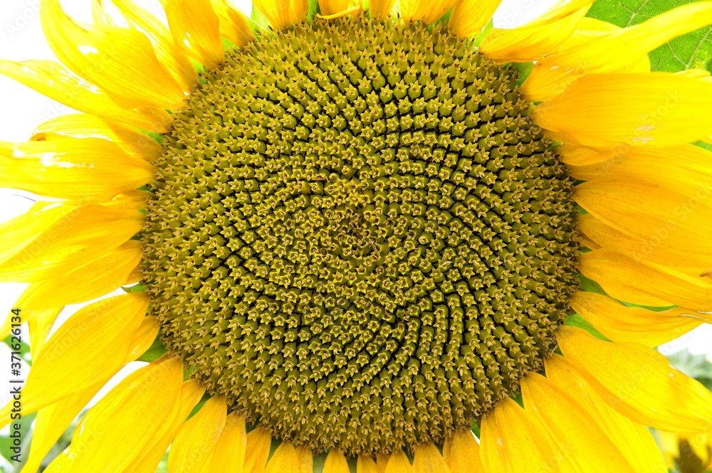 Sunflower Pattern Fibonacci