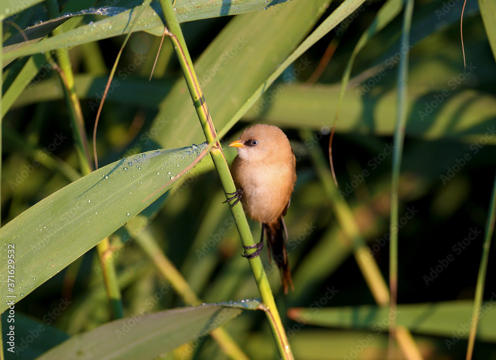 A young bearded reedling, also known as bearded tit (Panurus biarmicus ...