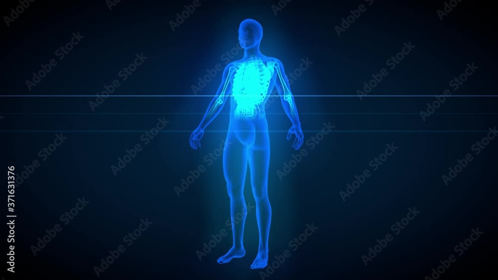 3 different 3D seamless looping animations in 1, male body - x-ray scan ...