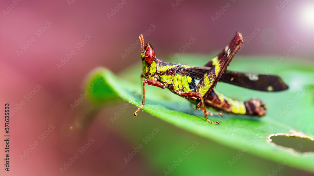 rare yellow and black locust with big red eyes, resting on a leaf. he ...