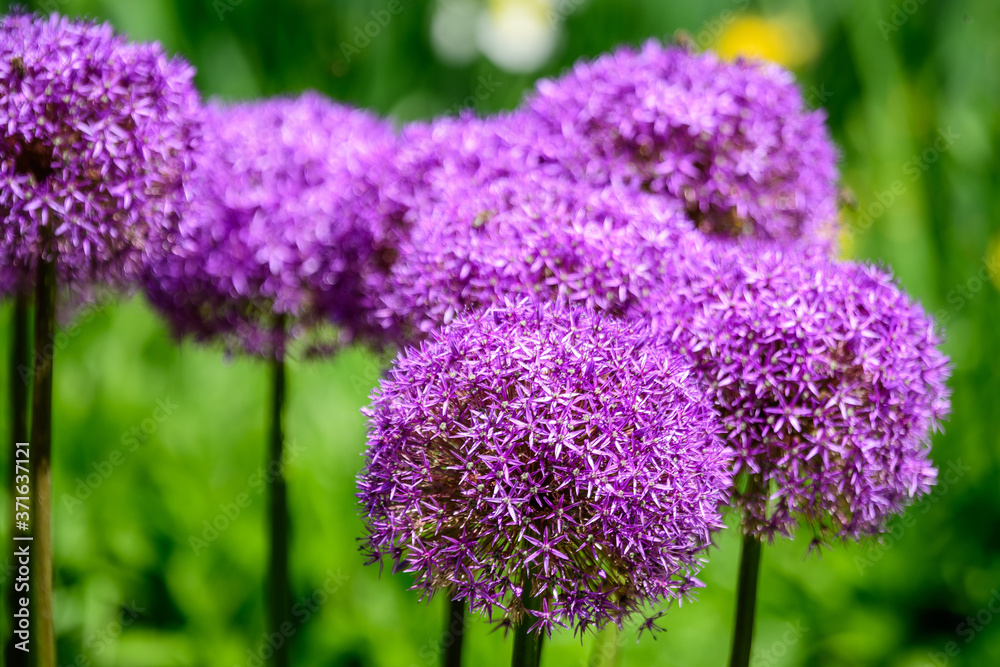 Many delicate blue flowers of Allium giganteum plant, commonly known as ...