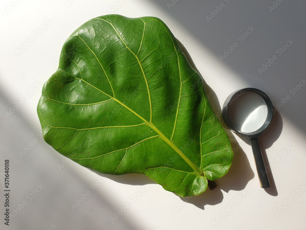 Top view fiddle-leaf fig tree leaves and magnifying glass (Ficus lyrata ...