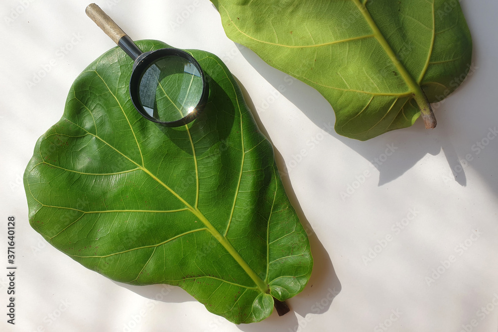 Top view fiddle-leaf fig tree leaves and magnifying glass (Ficus lyrata ...