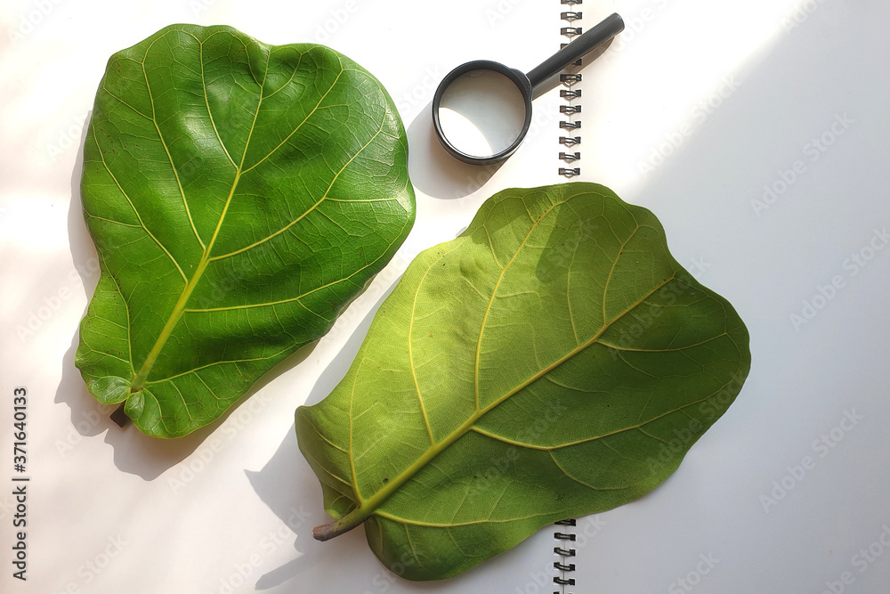 Top view fiddle-leaf fig tree leaves and magnifying glass (Ficus lyrata ...