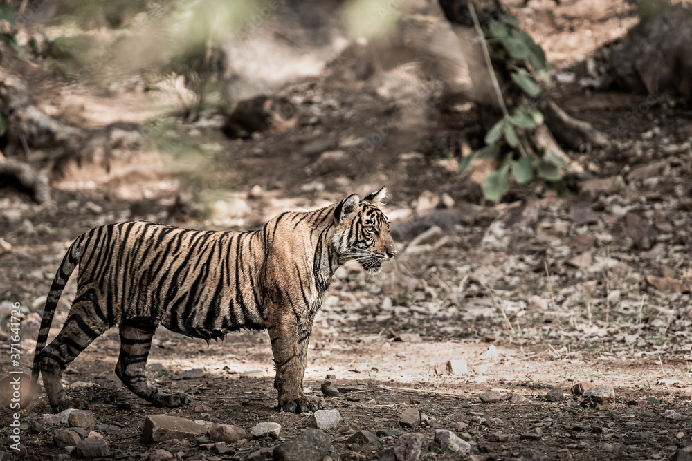 Foto de fine art image of Young wild female tiger of Ranthambore ...