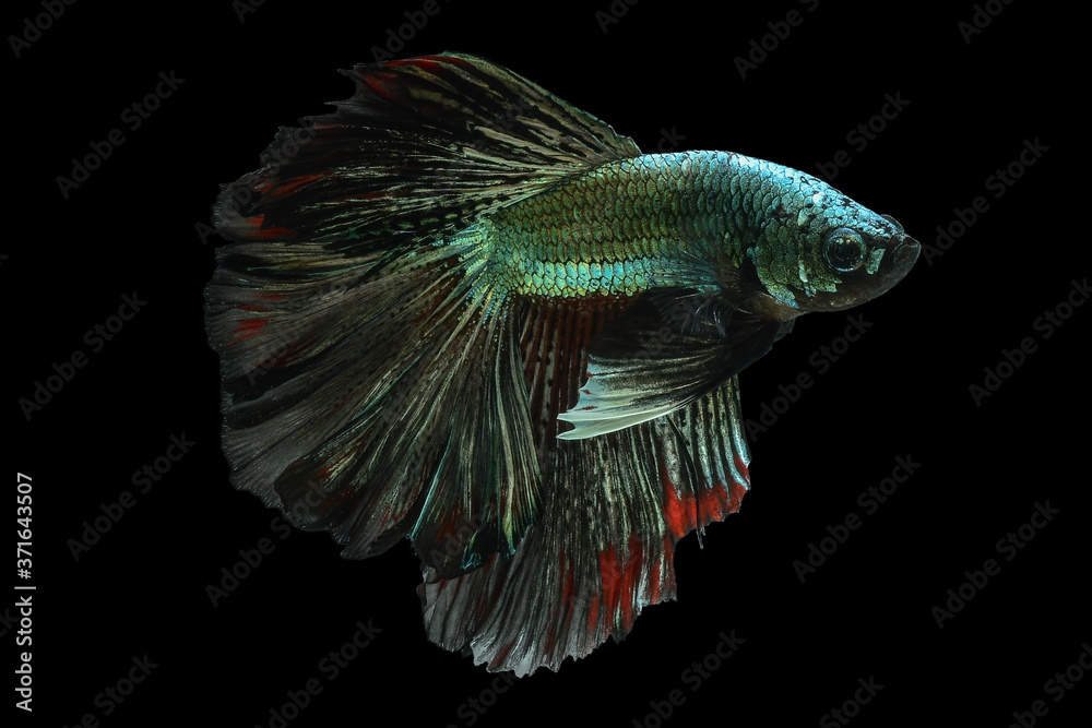 Moving moment beautiful. Green red gold metallic beta fish on black ...