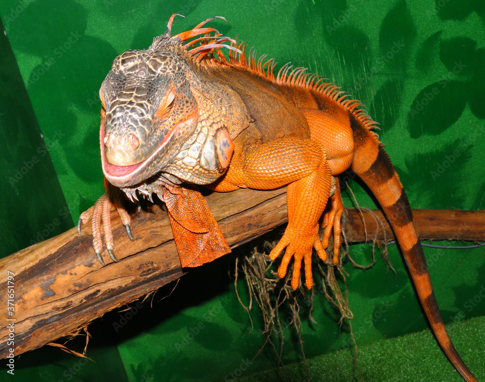 Red Iguana Images