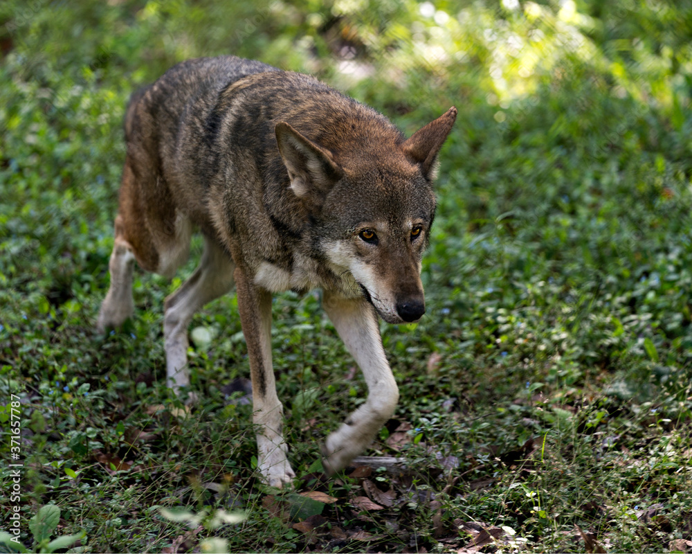Wolf Red Wolf Animal Stock Photos. Red Wolf close-up profile view with ...