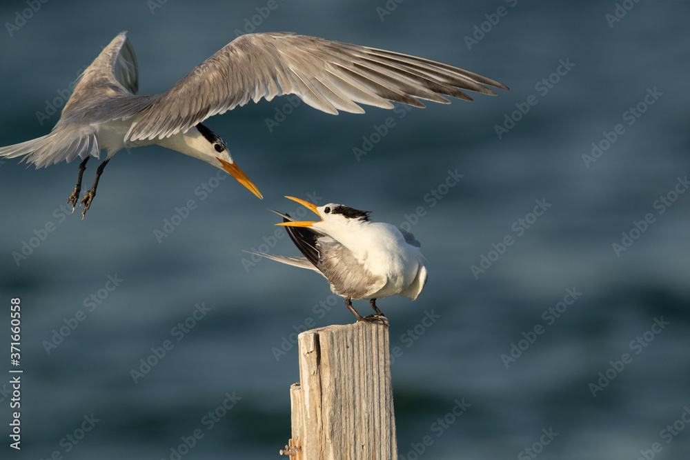 Greater Crested Terns face to face for wooden log at Busaiteen coast ...