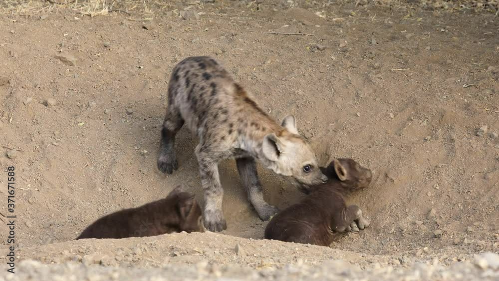 Playful spotted hyena (Crocuta crocuta) cubs at their den, Kruger ...