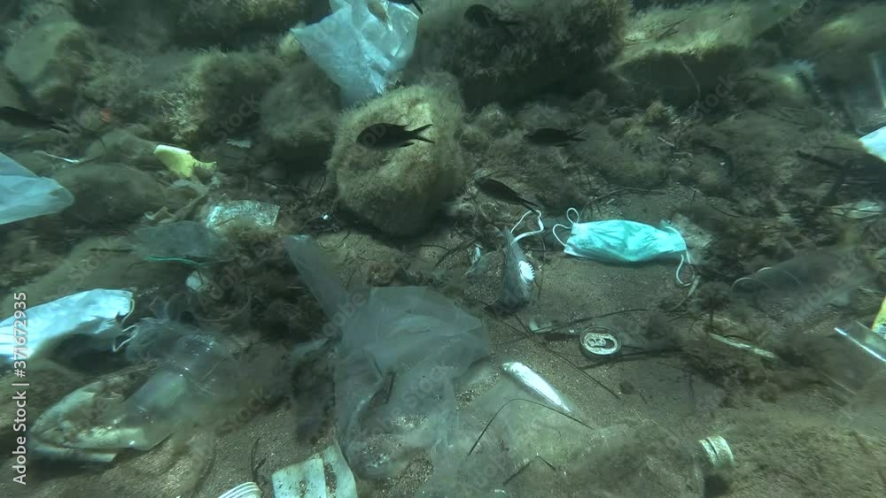 Dead Greater weever fish (Trachinus draco) hitting trapped in plastic ...
