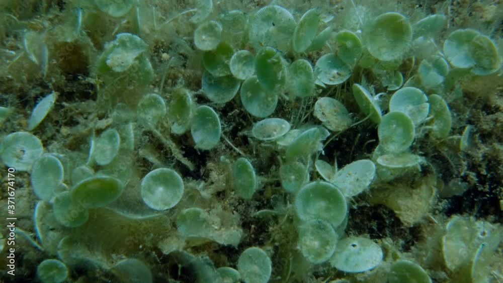 Closep-up on colony of unicellular green algae Mermaid's wine-glass or ...