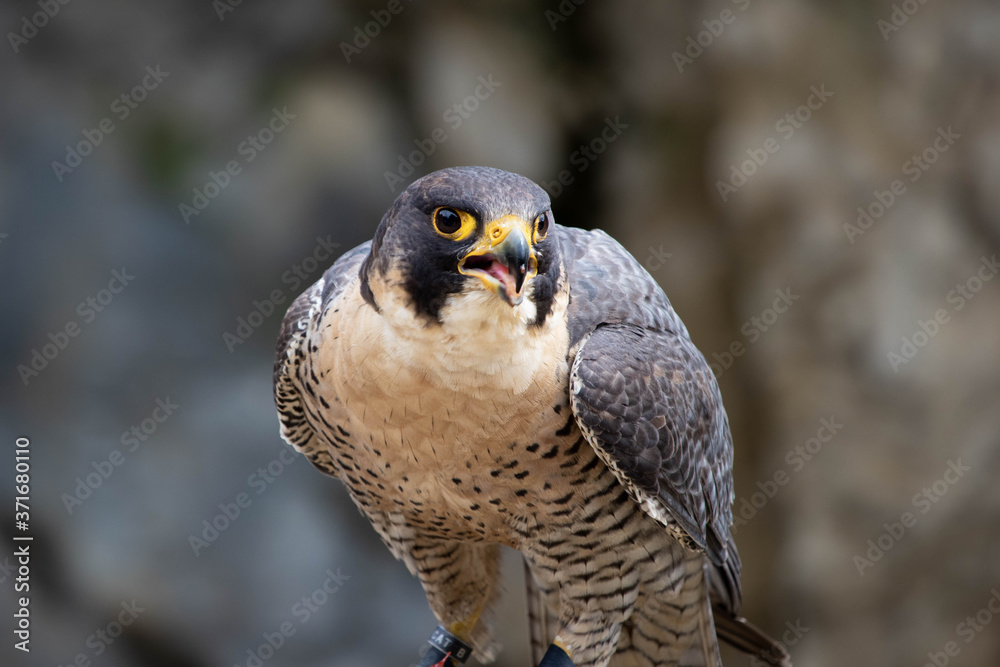 AVE ALCON PEREGRINO CON EL PICO ABIERTO Stock Photo | Adobe Stock