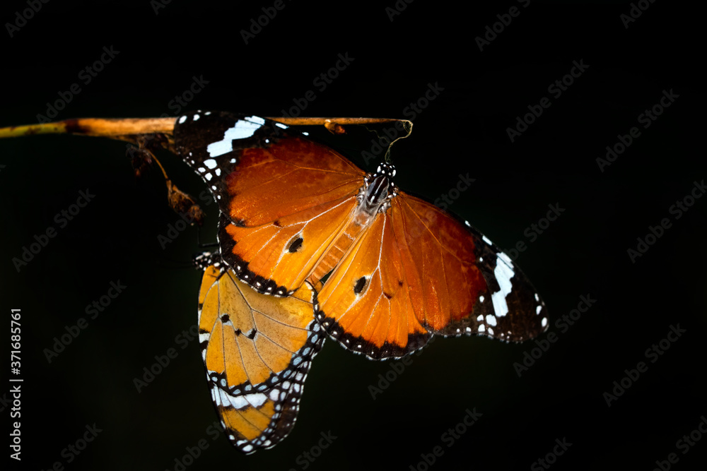 Monarch, Danaus plexippus is a milkweed butterfly (subfamily Danainae ...