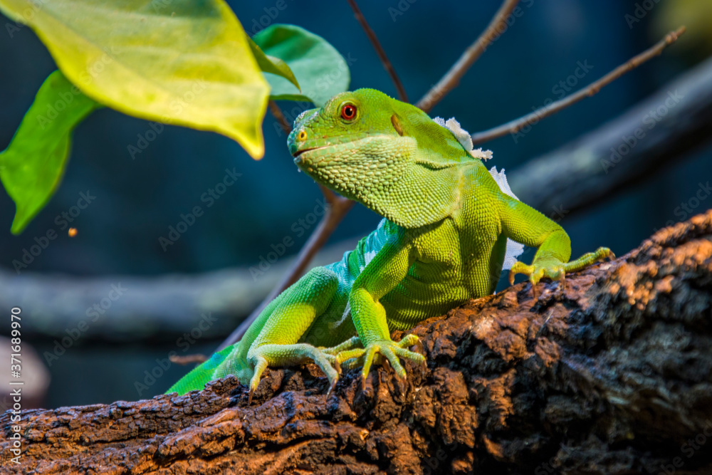 Stockfoto the closeup image of Fiji banded iguana (Brachylophus ...