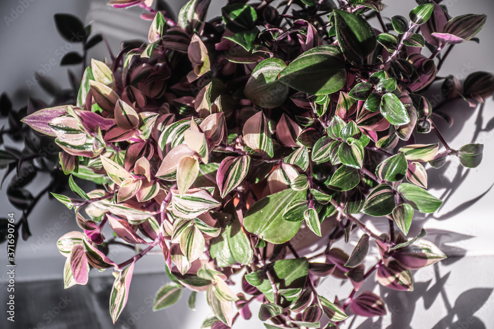 Pink tricolor wandering jew plant. Stock Photo | Adobe Stock