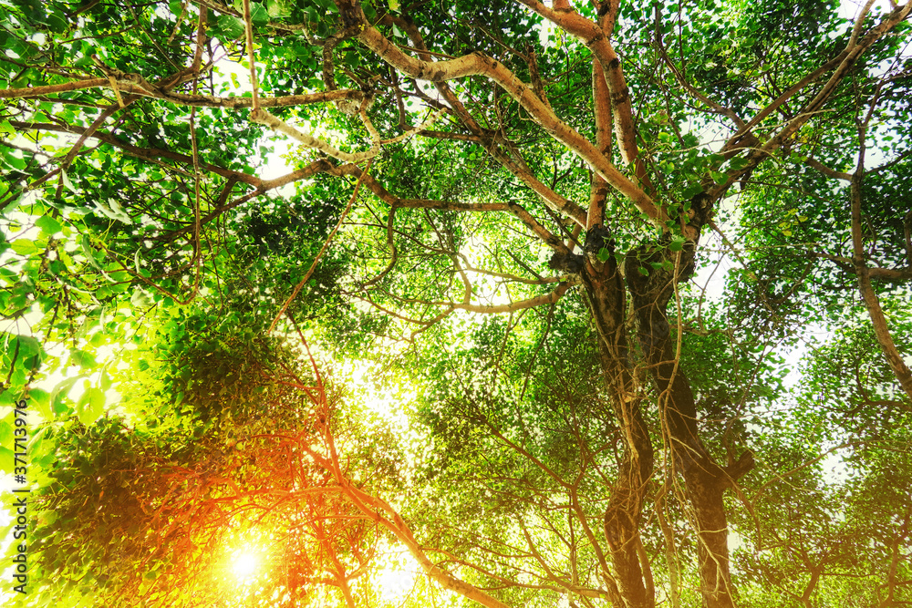 The leaves and branches of the Giant Bodhi tree (Bo Tree, Pipal Tree ...