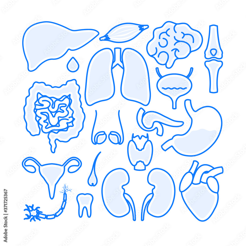 Human body organs set in linear style. Big collection of body parts ...