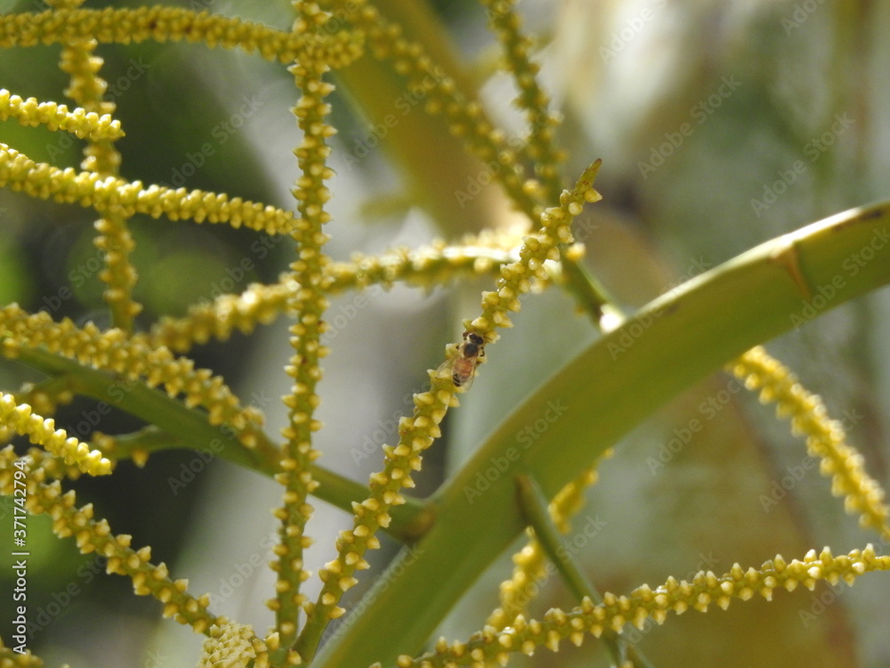 Wildlife in Palm Trees Stock Photo | Adobe Stock