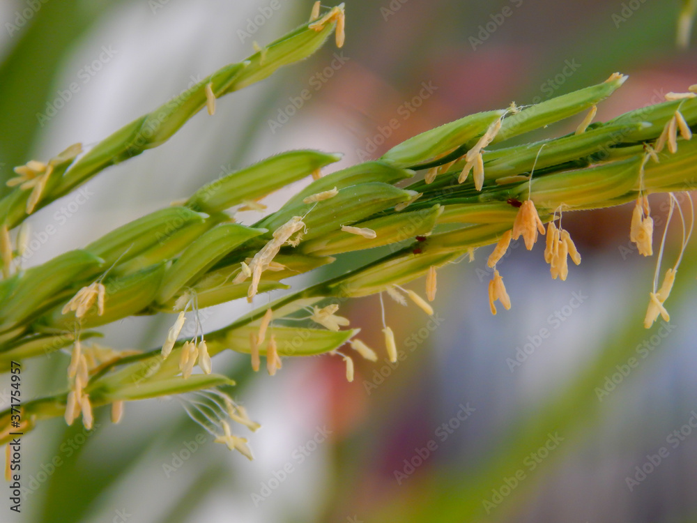 Ears of rice field rice,Pollen riceEars of rice with water in the ...