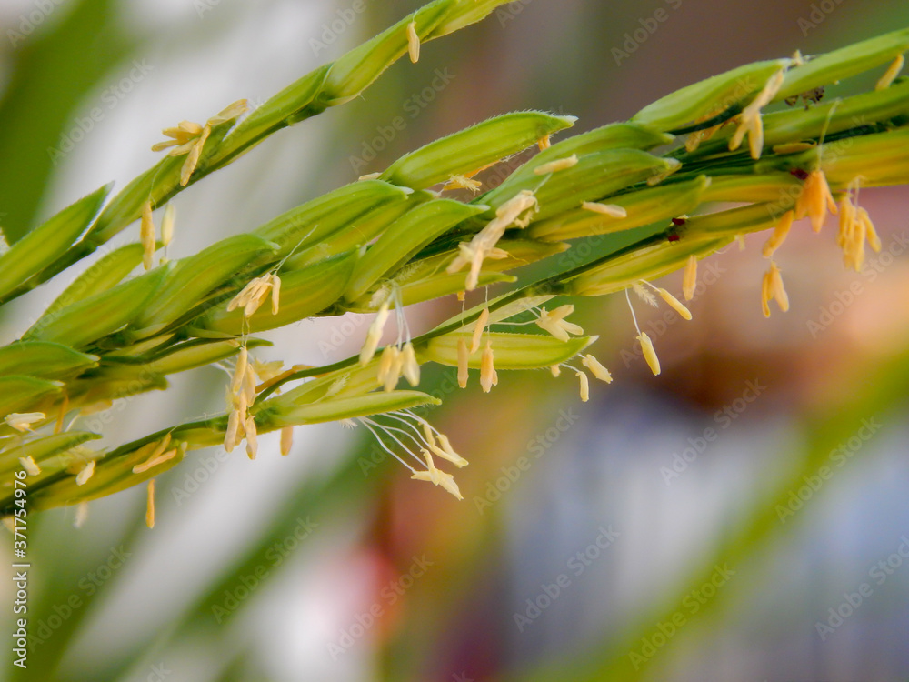 Ears of rice field rice,Pollen riceEars of rice with water in the ...