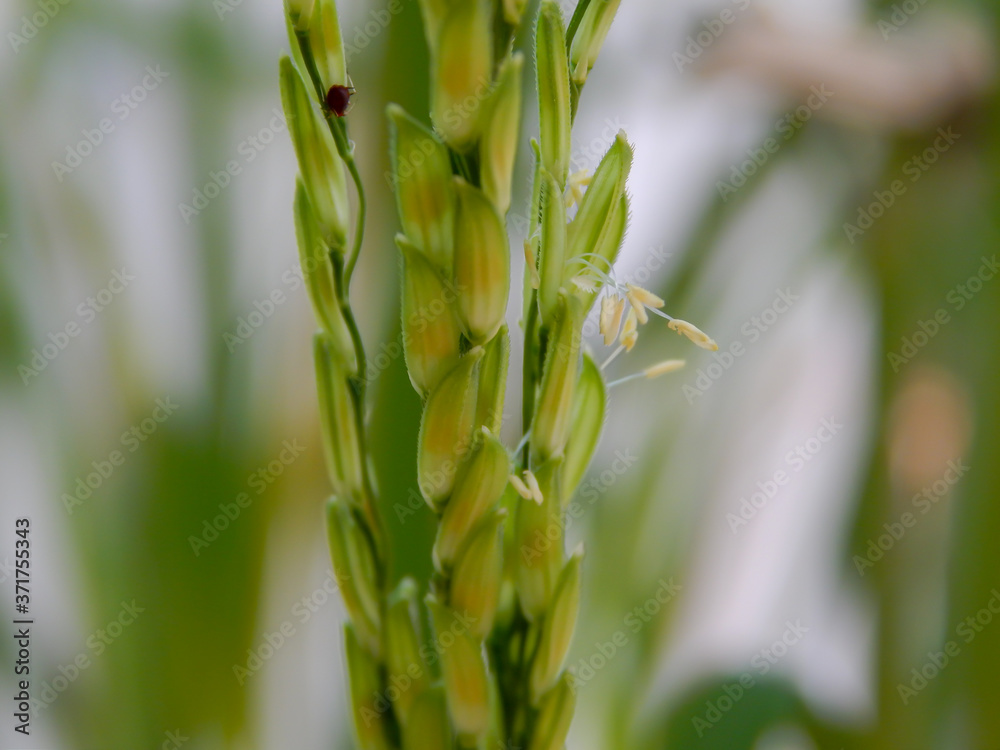 Ears of rice field rice,Pollen riceEars of rice with water in the ...