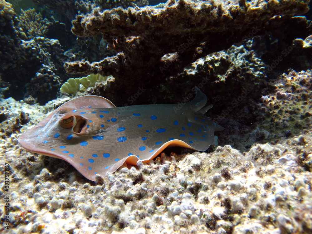 Taeniura lymma. Stingrays - Batoidea Stingray Family, Spotted Stingrays ...